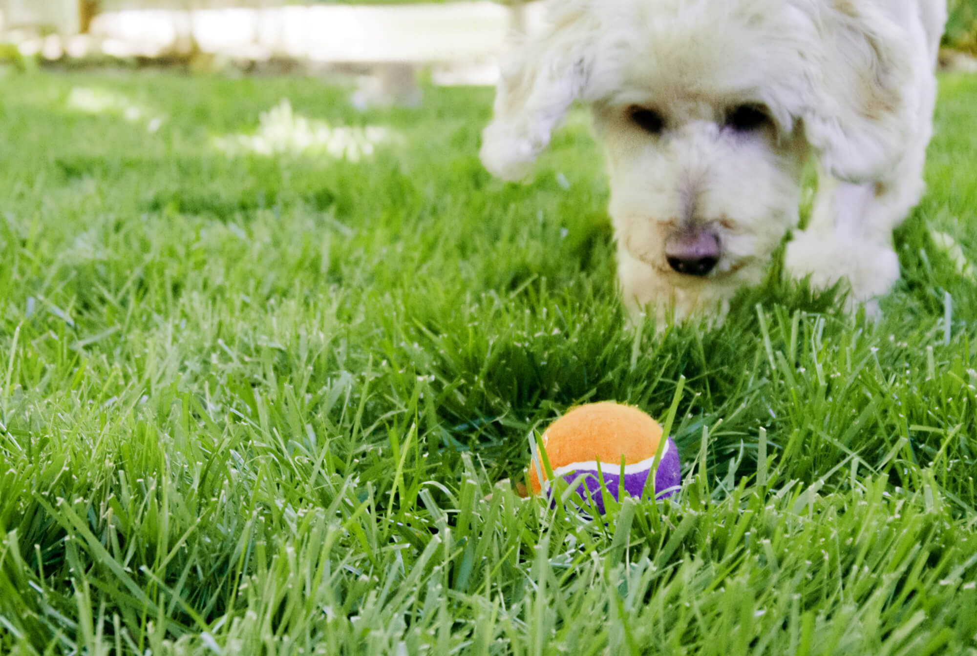 Show them some love. Top ideas to pamper your pet! | Scentsy Blog