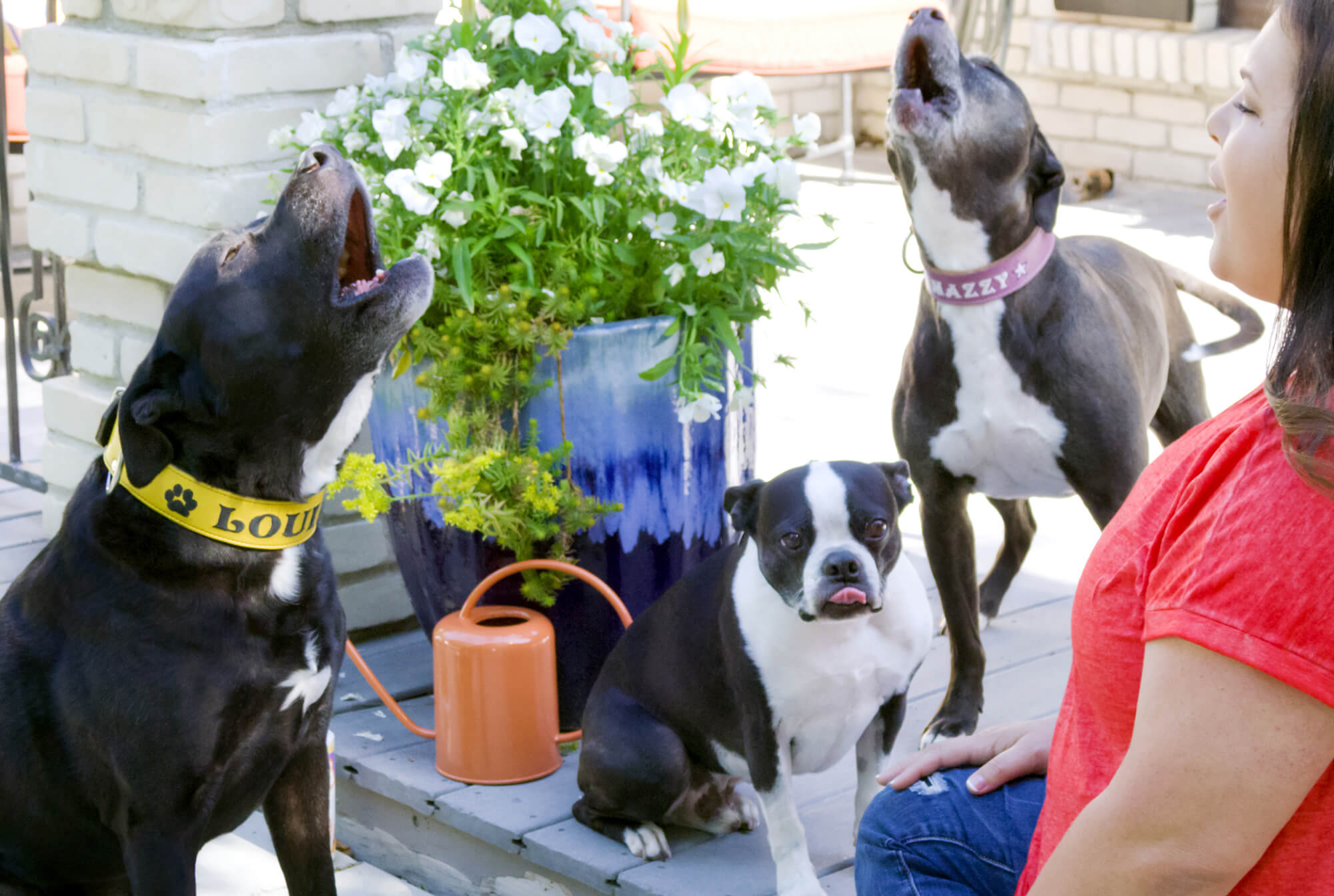 Show them some love. Top ideas to pamper your pet! | Scentsy Blog