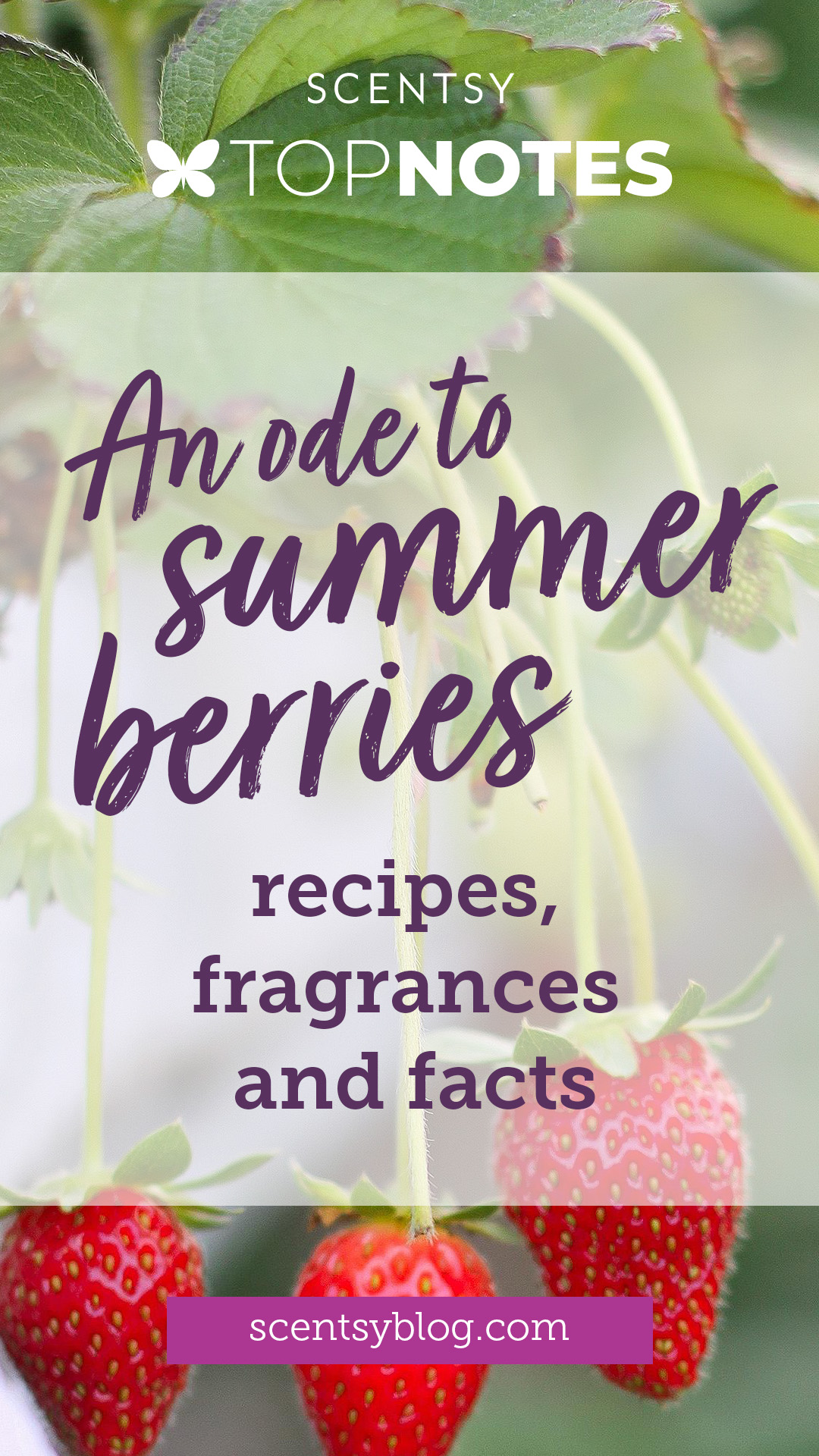An ode to summer berries: recipes, fragrance and facts | Scentsy Blog